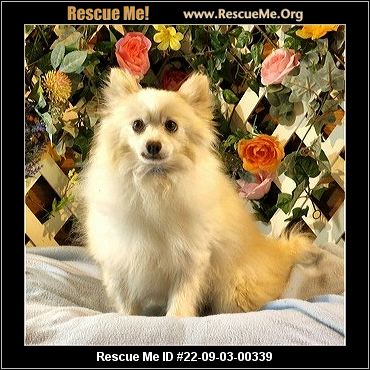 - Colorado Pomeranian Rescue - ADOPTIONS - Rescue Me!