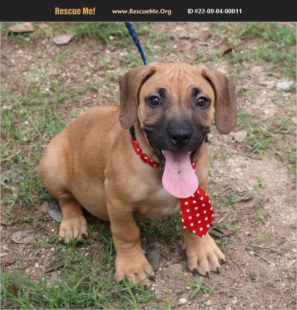 ADOPT 22090400011 ~ Rhodesian Ridgeback Rescue ~ Pipe Creek, TX