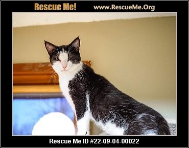 - Tennessee Cat Rescue - ADOPTIONS - Rescue Me!