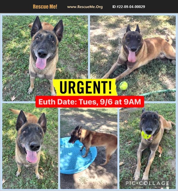 ADOPT 22090400029 ~ Belgian Malinois Rescue ~ Riverside County, CA
