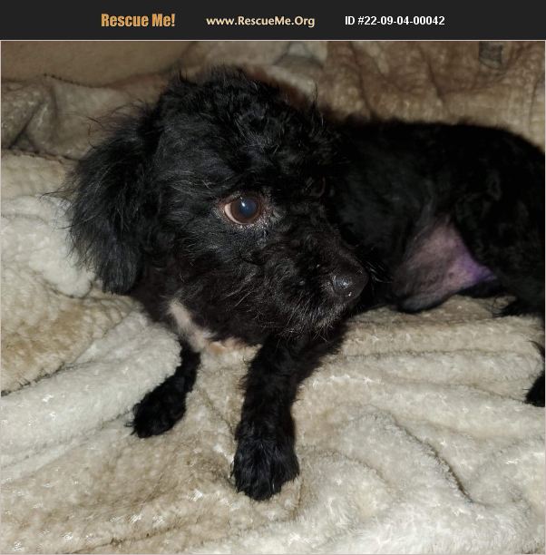 ADOPT 22090400042 ~ Poodle Rescue ~ Tucson, AZ