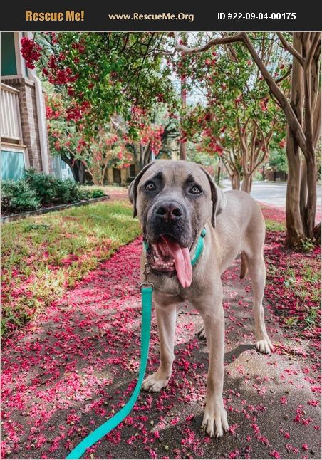 ADOPT 22090400175 ~ Mastiff Rescue ~ Dallas, TX