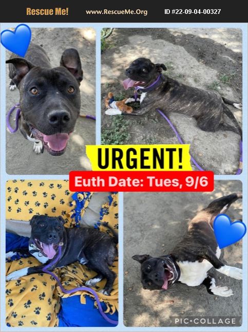 ADOPT 22090400327 ~ Pit Bull Rescue ~ Riverside County, CA