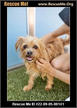 - Arizona Yorkie Rescue - ADOPTIONS - Rescue Me!