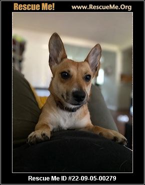 - California Corgi Rescue - ADOPTIONS - Rescue Me!