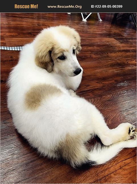 ADOPT 22090500399 ~ Great Pyrenees Rescue ~ evans, GA