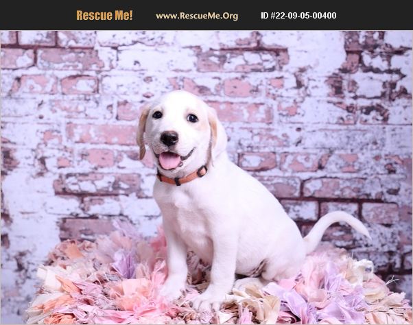 ADOPT 22090500400 ~ Lab Rescue ~ East Hartford, CT