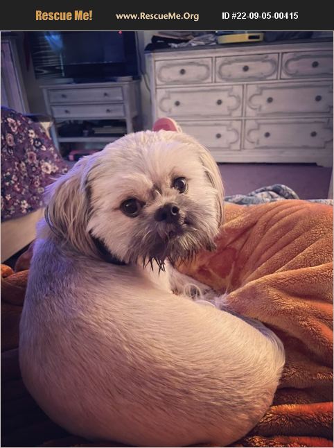 ADOPT 22090500415 ~ Shih Tzu Rescue ~ Columbia, SC