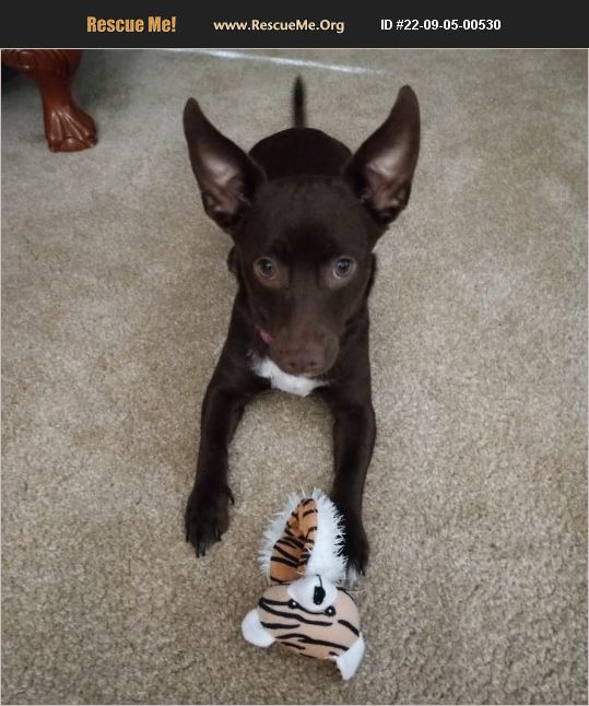 ADOPT 22090500530 ~ Chihuahua Rescue ~ Houston, TX