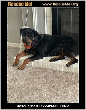 - Florida Rottweiler Rescue - ADOPTIONS - Rescue Me!