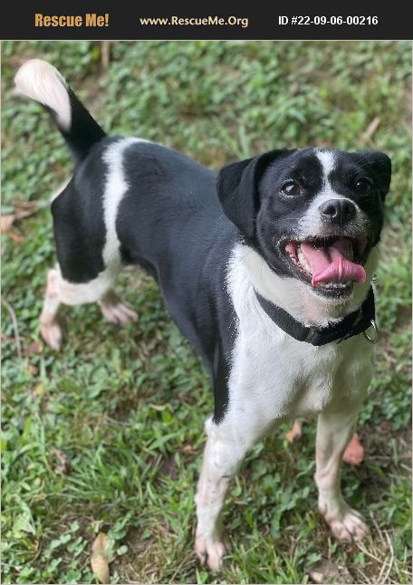 ADOPT 22090600216 ~ Jack Russell Rescue ~ Springfield, VT