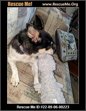 - New York Dog Rescue - ADOPTIONS - Rescue Me!