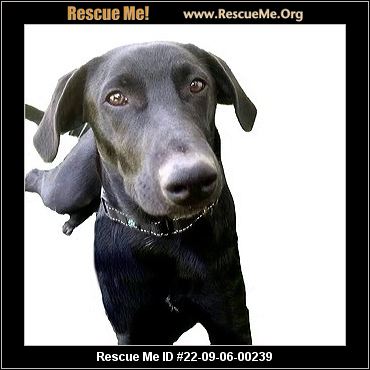 - Colorado Lab Rescue - ADOPTIONS - Rescue Me!