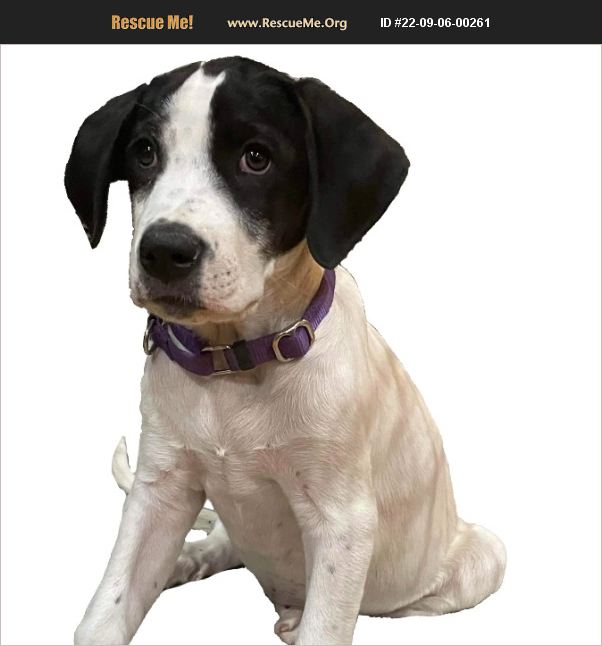 ADOPT 22090600261 ~ Great Dane Rescue ~ Mead, CO