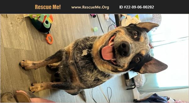 ADOPT 22090600282 ~ Australian Cattle Dog Rescue ~ Fort Irwin ca, CA