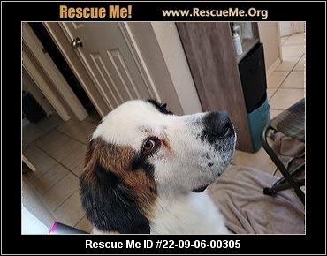 - Texas Saint Bernard Rescue - ADOPTIONS - Rescue Me!