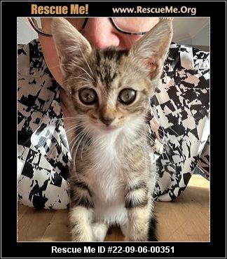 - South Carolina Cat Rescue - ADOPTIONS - Rescue Me!