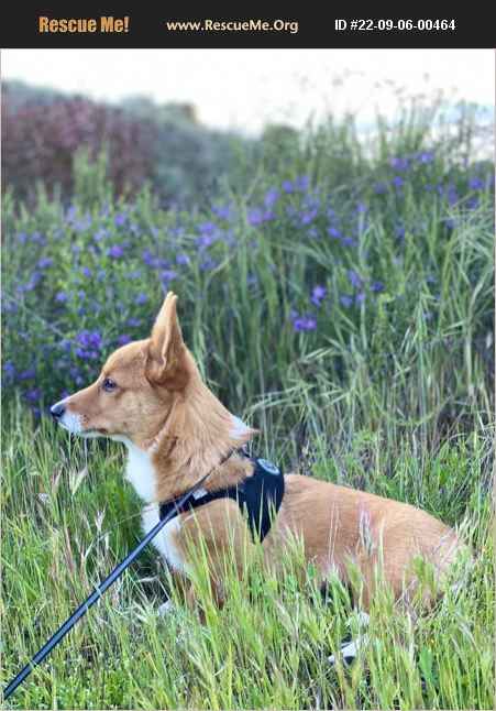 ADOPT 22090600464 ~ Corgi Rescue ~ Temecula, CA