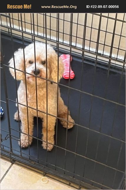 ADOPT 22090700056 ~ Poodle Rescue ~ Orlando, FL