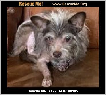 - Georgia Yorkie Rescue - ADOPTIONS - Rescue Me!