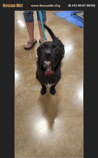 ADOPT 22090700156 ~ Fox Terrier Rescue ~ Eugene, OR