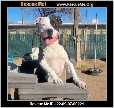 - Arizona Pit Bull Rescue - ADOPTIONS - Rescue Me!