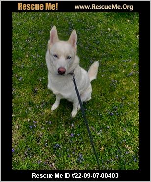 - Ohio Siberian Husky Rescue - ADOPTIONS - Rescue Me!