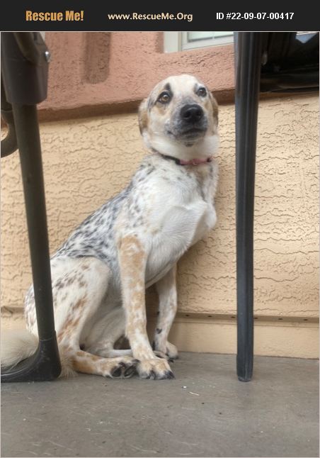 ADOPT 22090700417 ~ Australian Cattle Dog Rescue ~ Surprise, AZ