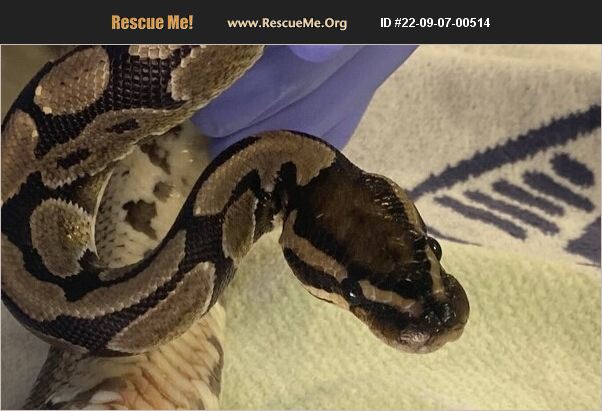 ADOPT 22090700514 ~ Reptile/Amphibian Rescue ~ Vista, CA