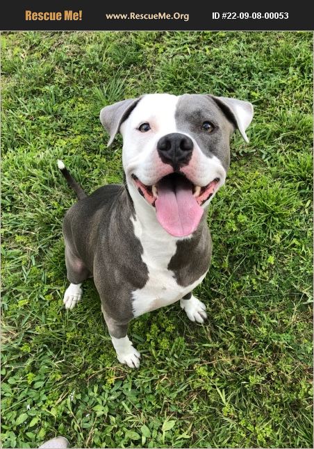 ADOPT 22090800053 ~ Pit Bull Rescue ~ Mims, FL