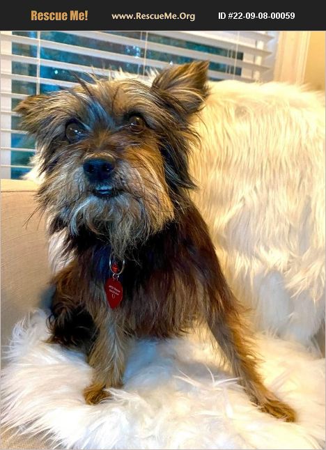 ADOPT 22090800059 ~ Yorkie Rescue ~ Pensacola, FL