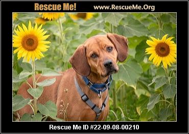 - Pennsylvania Redbone Coonhound Rescue - ADOPTIONS - Rescue Me!