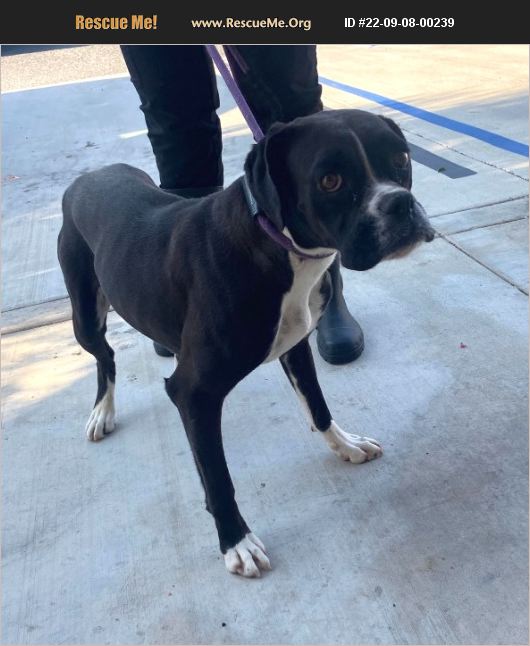 ADOPT 22090800239 ~ Boxer Rescue ~ Seattle, WA