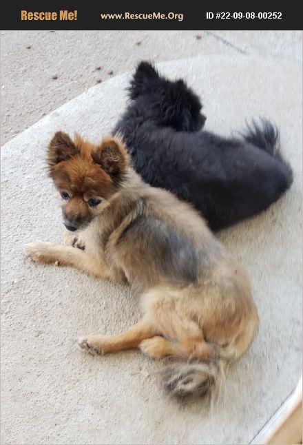 ADOPT 22090800252 ~ Pomeranian Rescue ~ Seattle, WA