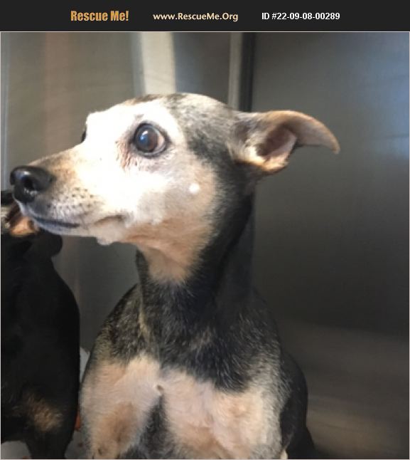 ADOPT 22090800289 ~ Miniature Pinscher Rescue ~ Dallas, TX