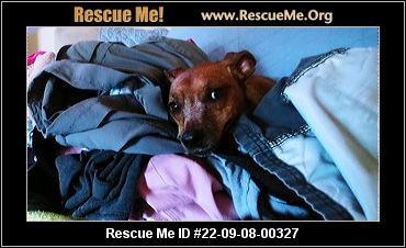 - Florida Miniature Pinscher Rescue - ADOPTIONS - Rescue Me!