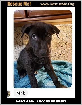 - Wisconsin Dog Rescue - ADOPTIONS - Rescue Me!