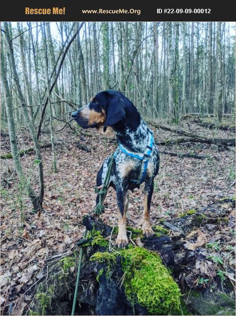 ADOPT 22090900012 ~ Bluetick Coonhound Rescue ~ Glencoe, AL