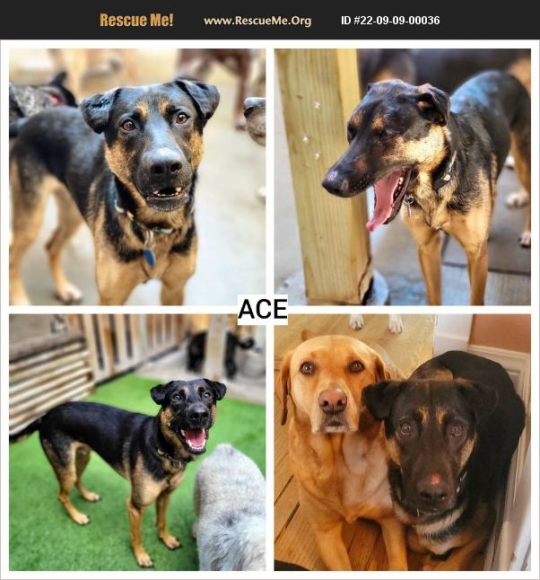 ADOPT 22090900036 ~ Lab Rescue ~ Chicago, IL