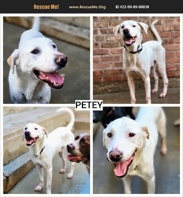 ADOPT 22090900038 ~ Lab Rescue ~ Chicago, IL