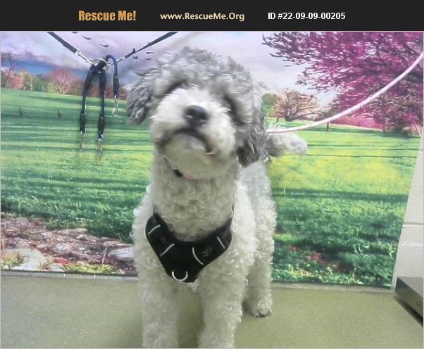 ADOPT 22090900205 ~ Poodle Rescue ~ Moreno Valley, CA