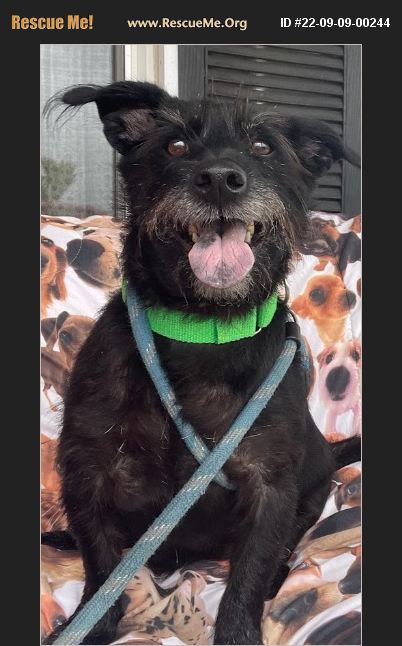 ADOPT 22090900244 ~ Scottish Terrier Rescue ~ Lisbon, OH