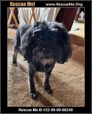 - California Lhasa Apso Rescue - ADOPTIONS - Rescue Me!