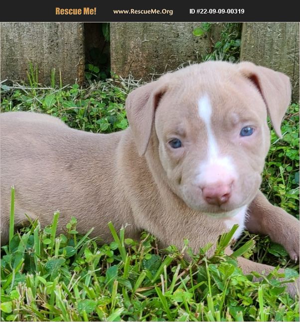 ADOPT 22090900319 ~ Pit Bull Rescue ~ Fort Lauderdale, FL