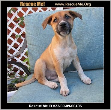 - Indiana Dog Rescue - ADOPTIONS - Rescue Me!