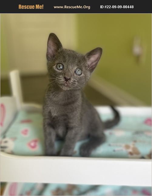 ADOPT 22090900448 ~ Russian Blue Rescue ~ Tampa, FL