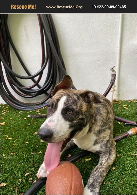 ADOPT 22090900485 ~ Pit Bull Rescue ~ Miami, FL