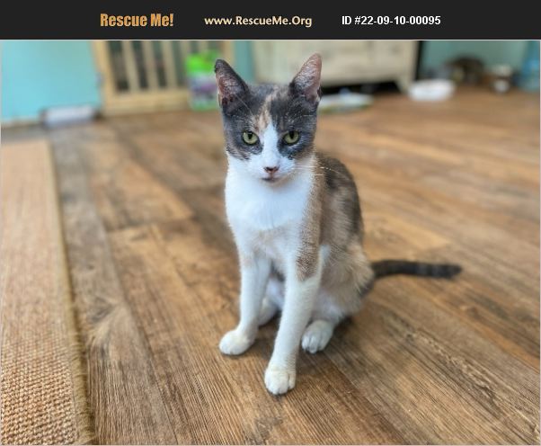 ADOPT 22091000095 ~ Domestic Cat Rescue ~ Fairfield County, CT