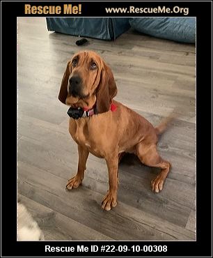 - Texas Bloodhound Rescue - ADOPTIONS - Rescue Me!