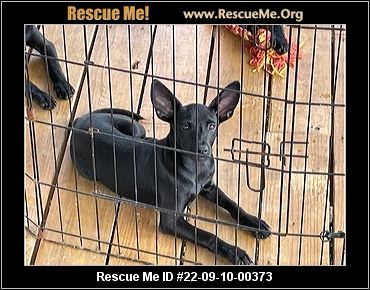 - Texas Basenji Rescue - ADOPTIONS - Rescue Me!